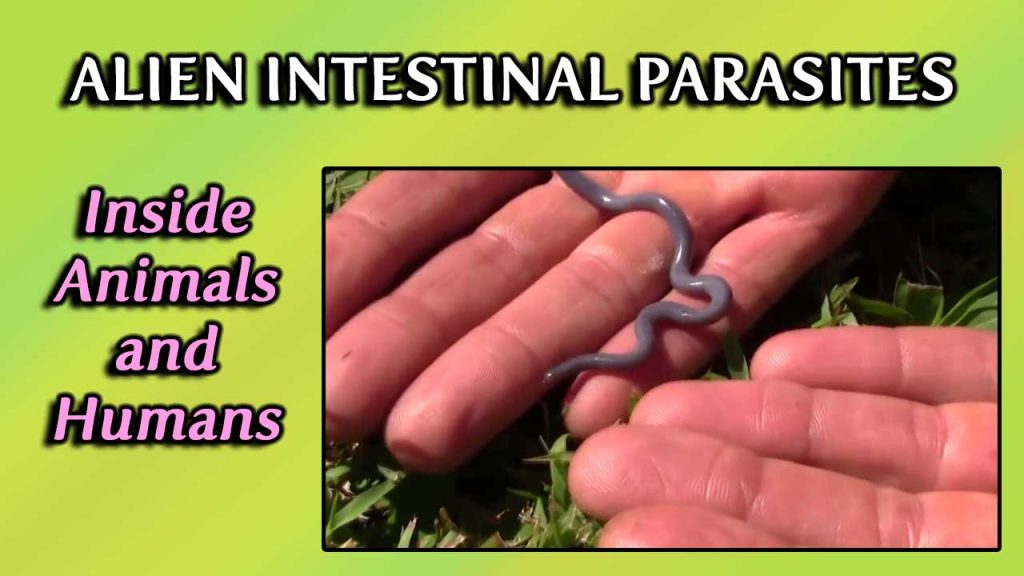 Alien Intestinal Parasites Inside Animals and Humans - Earther Academy